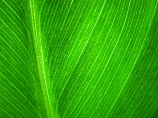 Generate kelly green color palette in seconds Generate kelly green color palette in seconds